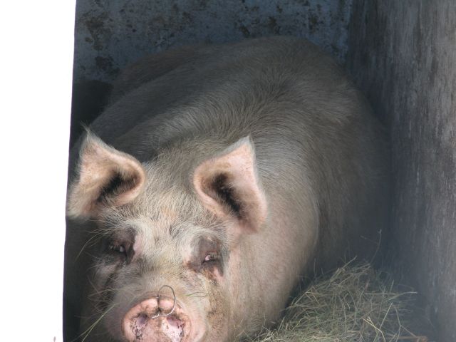 Lavalleja. Escuela Granja Experimental “Agustín Ferreiro” Escuela ...
